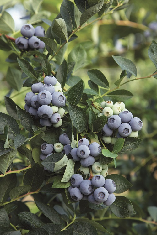Blueberry - Tharfield Nursery